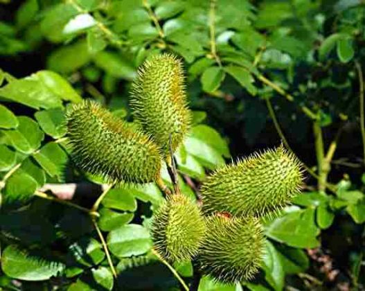 கழற்சிக்காய் பயன்கள் | Benefits of kalachikai in Tamil | Uses in Tamil