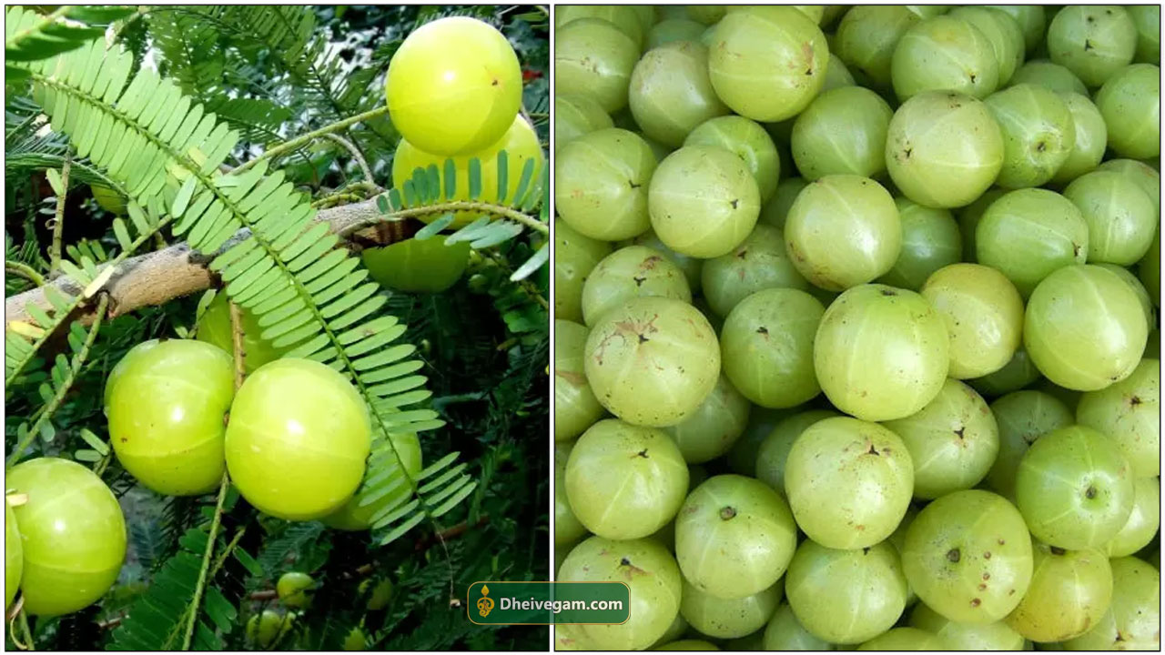 நெல்லிக்காய் பயன்கள் | Nellikai benefits in Tamil | Nellikkai uses Tamil