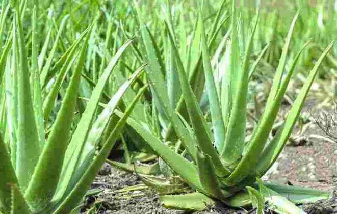 சோற்று கற்றாழை பயன்கள் | Sotru katralai benefits in Tamil