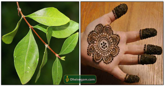 மருதாணி பயன்கள் | Maruthani uses in Tamil | Maruthani leaves uses