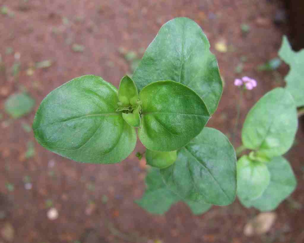 மூக்கிரட்டை பயன்கள் | Mookirattai benefits in Tamil | uses in Tamil