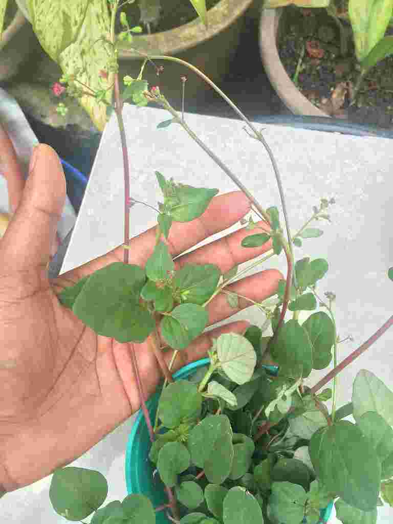 மூக்கிரட்டை பயன்கள் | Mookirattai benefits in Tamil | uses in Tamil