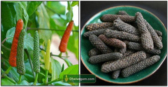 திப்பிலி பயன்கள் | Thippili benefits in Tamil | Thippili payangal in Tamil