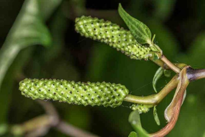 திப்பிலி பயன்கள் | Thippili benefits in Tamil | Thippili payangal in Tamil
