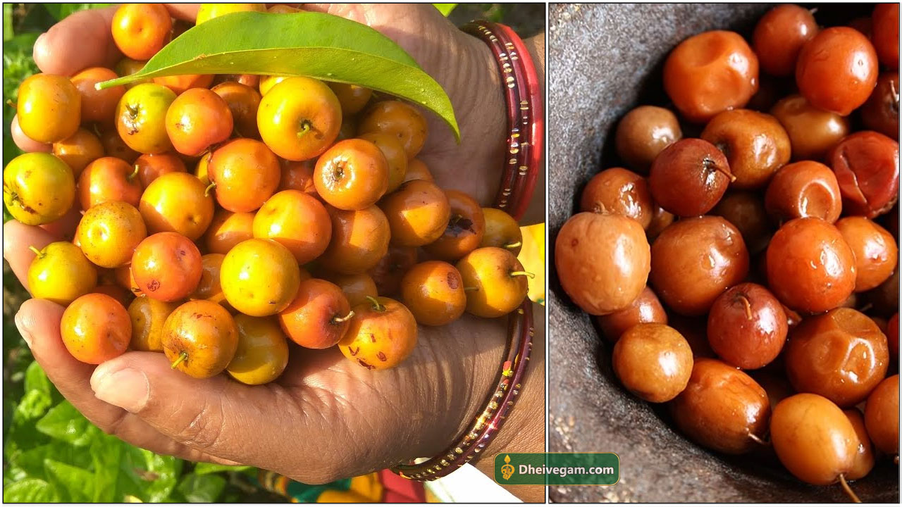 இலந்தை பழம் நன்மைகள் | Elantha palam benefits in Tamil