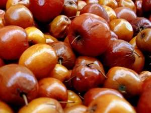 இலந்தை பழம் நன்மைகள் | Elantha palam benefits in Tamil