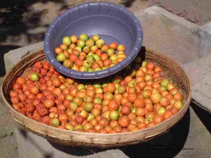 இலந்தை பழம் நன்மைகள் | Elantha palam benefits in Tamil