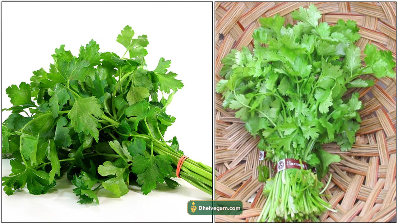 கொத்தமல்லி நன்மைகள் | Kothamalli benefits in Tamil