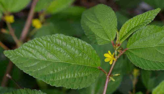 பிண்ணாக்குக் கீரை பயன்கள் | Punnakku keerai benefits in Tamil