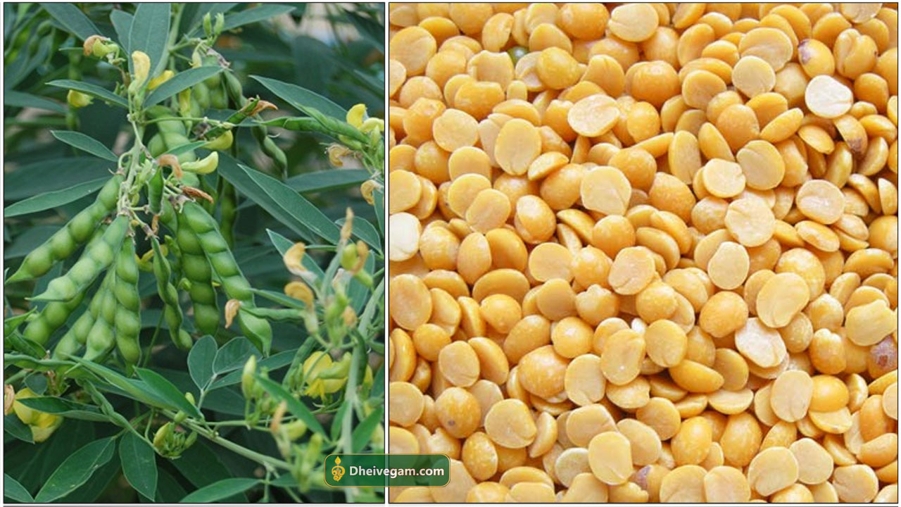 துவரம் பருப்பு பயன்கள் | Thuvaram paruppu benefits in Tamil