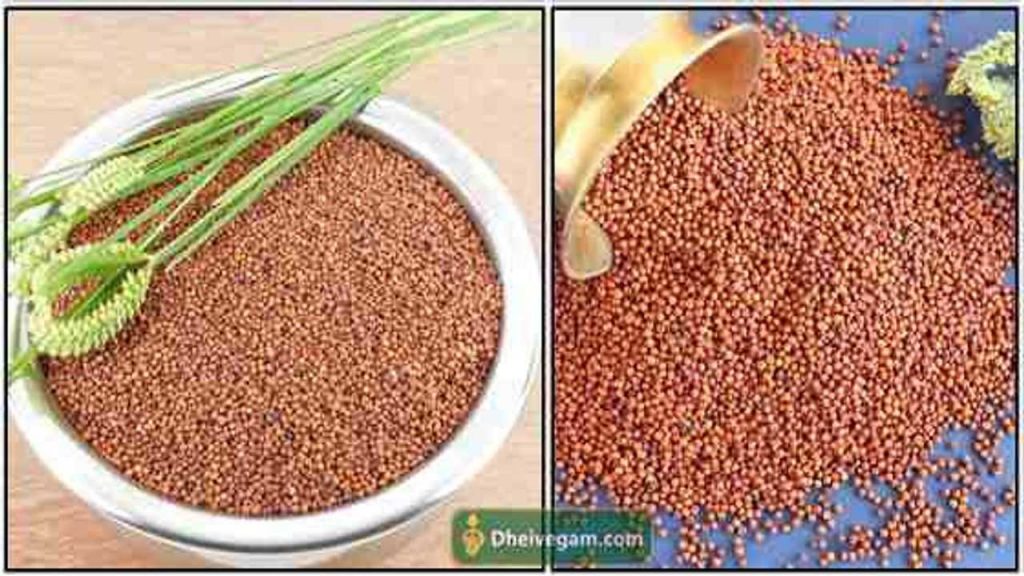 கேழ்விரகு பயன்கள் | Benefits of ragi in Tamil | kelvaragu benefits