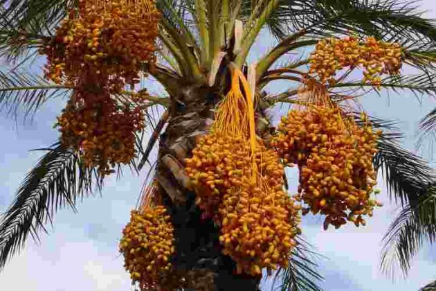 ஈச்சம் பழம் நன்மைகள் | Eecham pazham benefits in Tamil
