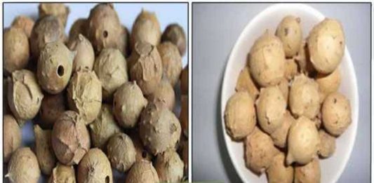 Masikai benefits for skin Tamil Archives - Dheivegam