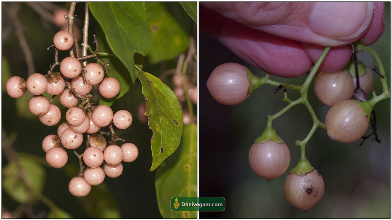 மூக்கு சளி பழம் பயன்கள் | Mooku sali palam benefits in Tamil