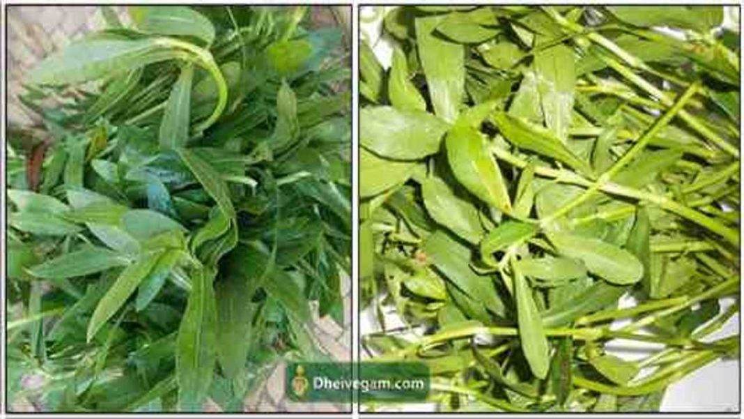பொன்னாங்கன்னி கீரை | Ponnanganni keerai benefits in Tamil