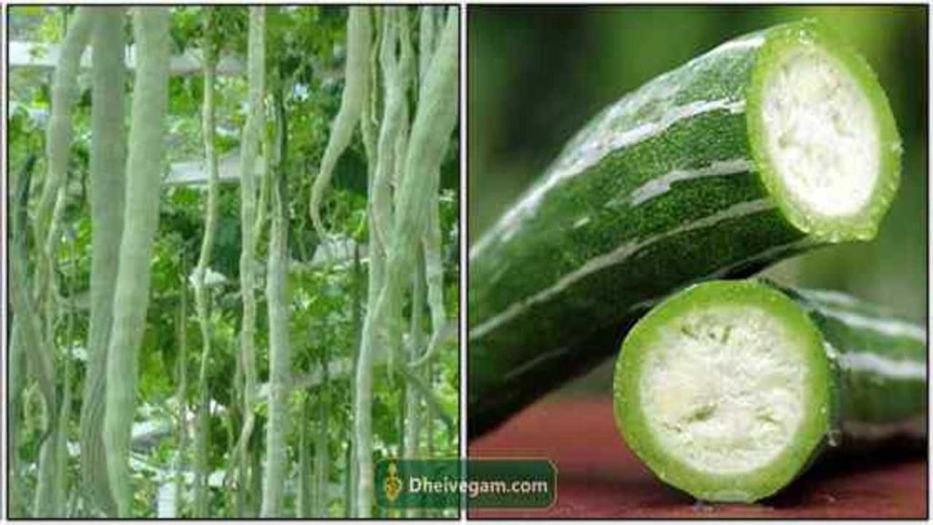 புடலங்காய் நன்மைகள் | Pudalangai benefits in Tamil | uses in Tamil