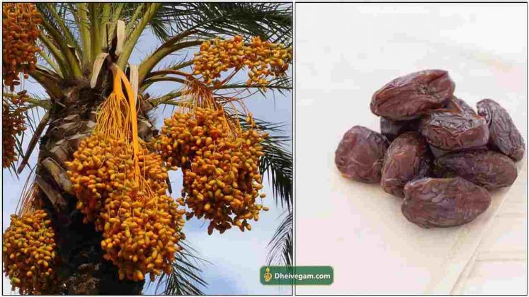 ஈச்சம் பழம் நன்மைகள் | Eecham pazham benefits in Tamil
