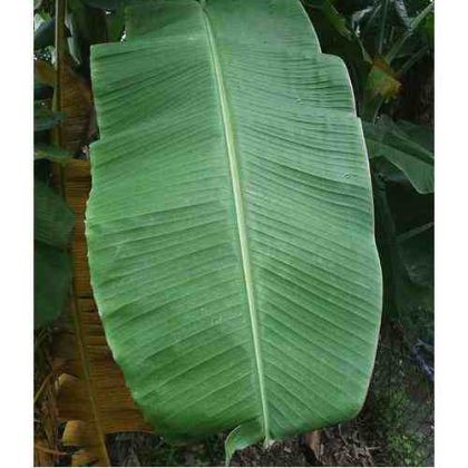 வாழை இலை பயன்கள் | Valai ilai benefits in Tamil