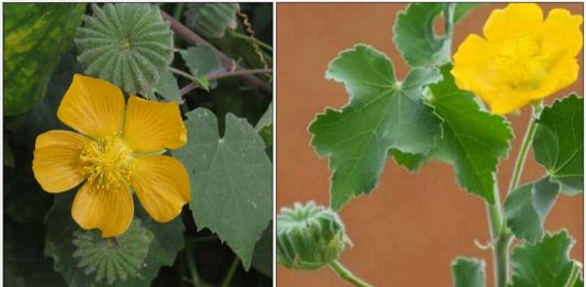 Thuthi ilai maruthuvam Tamil Archives - Dheivegam