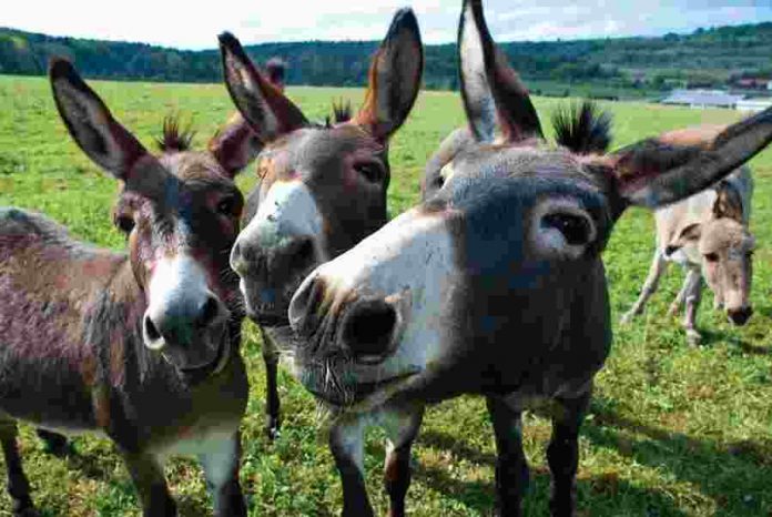 கழுதை பால் பயன்கள் | Donkey milk benefits in Tamil