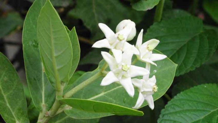 எருக்கம் பூ மருத்துவம் | Erukkam poo uses in Tamil