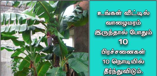 Vazhai maram payangal Archives - Dheivegam