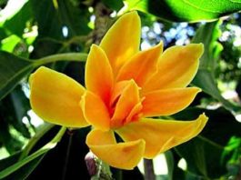 செண்பகப்பூ பயன்கள் | Shenbaga poo for which god | Shenbagam flower