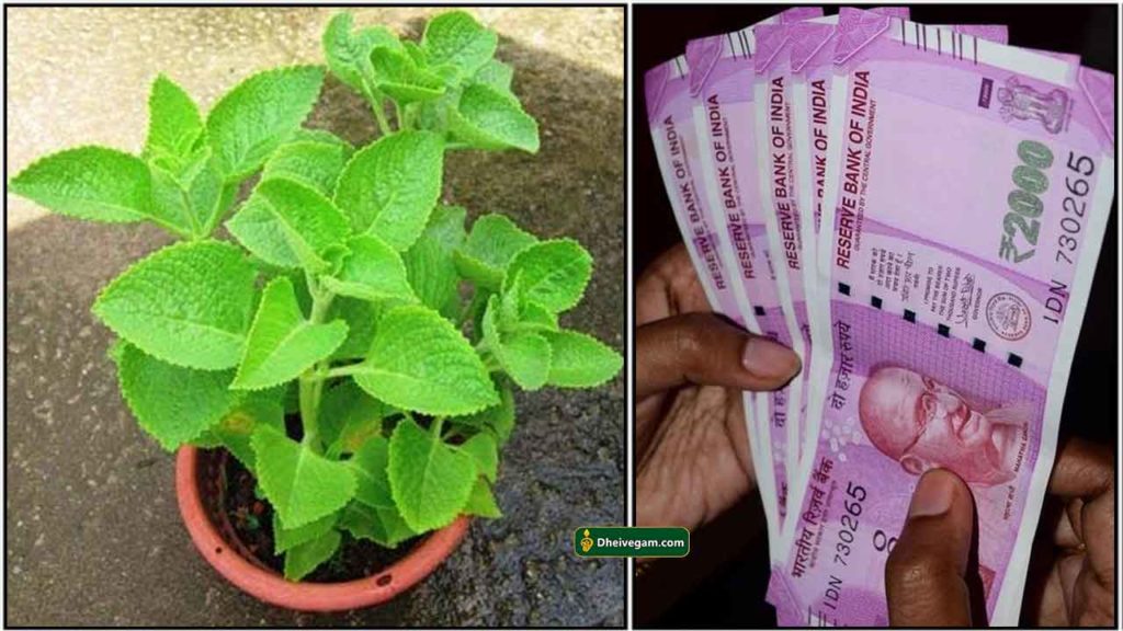 வருமானம் அதிகரித்து கடனையெல்லாம் சீக்கிரம் திருப்பி தர கற்பூரவள்ளி ...