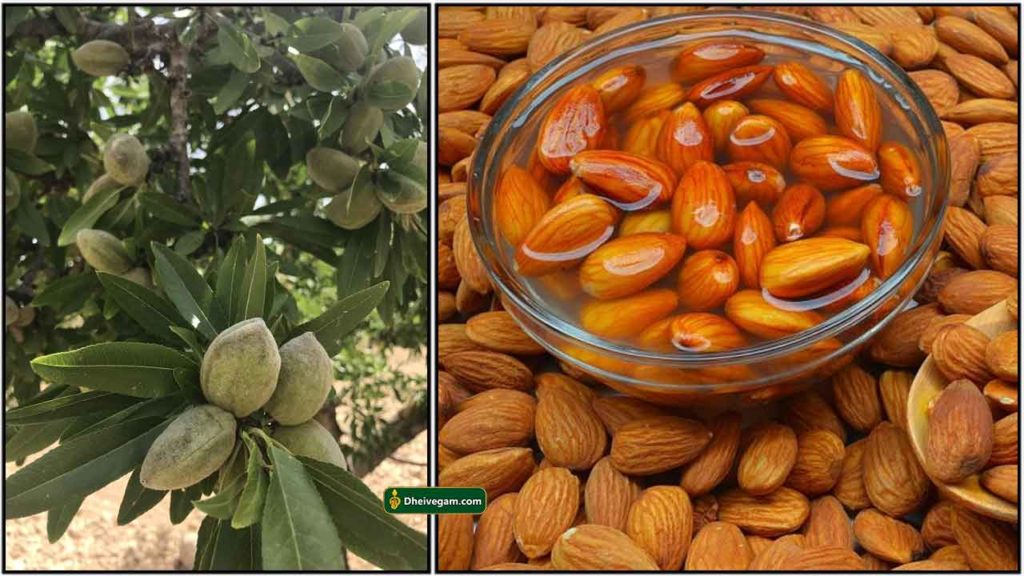 பாதாம் செடி வளர்க்கிறது இவ்வளவு ஈஸியா? நீங்களும் உங்கள் வீட்டில் பாதாம் ...