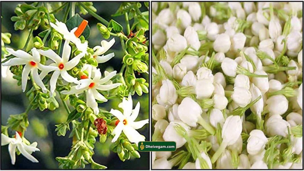 மல்லி செடி வளர்ப்பு முறை | Malli chedi valarpu murai