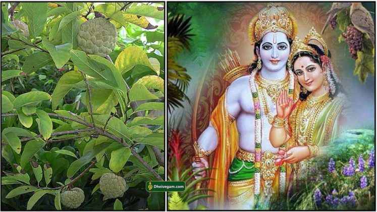 ராமர் சீதா பழம் பயன்கள் | Ram seetha fruit benefits in Tamil