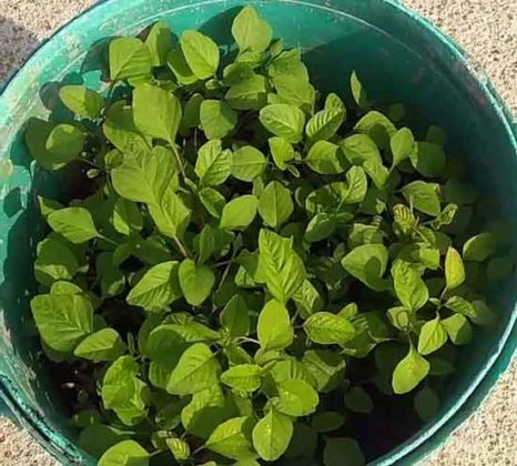 கீரை வளர்ப்பு முறை | How to grow keerai at home