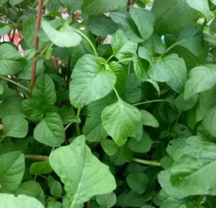 வீட்டில் கீரை வளர்ப்பது எப்படி | How to grow keerai at home