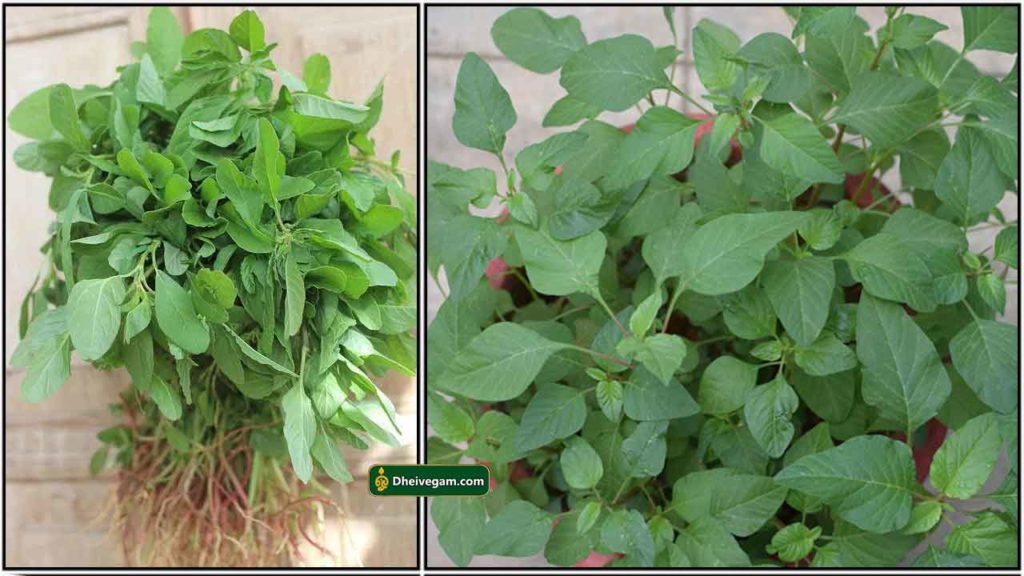 கீரை வளர்ப்பு முறை | How to grow keerai at home