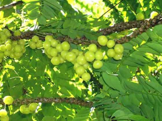 நெல்லி இலை அர்ச்சனை | Nelli tree leaf in Tamil