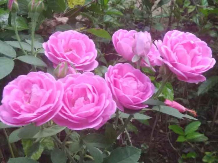 பன்னீர் ரோஜா வளர்ப்பு | Paneer rose plant care in Tamil