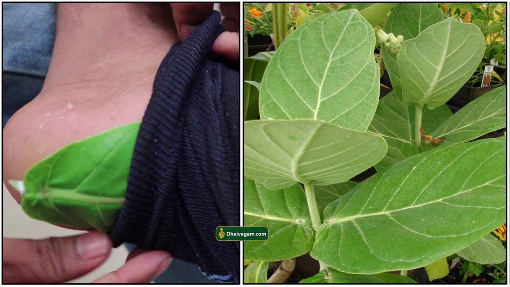 எருக்க இலை மூட்டு வலி | Erukku leaf for knee pain in Tamil