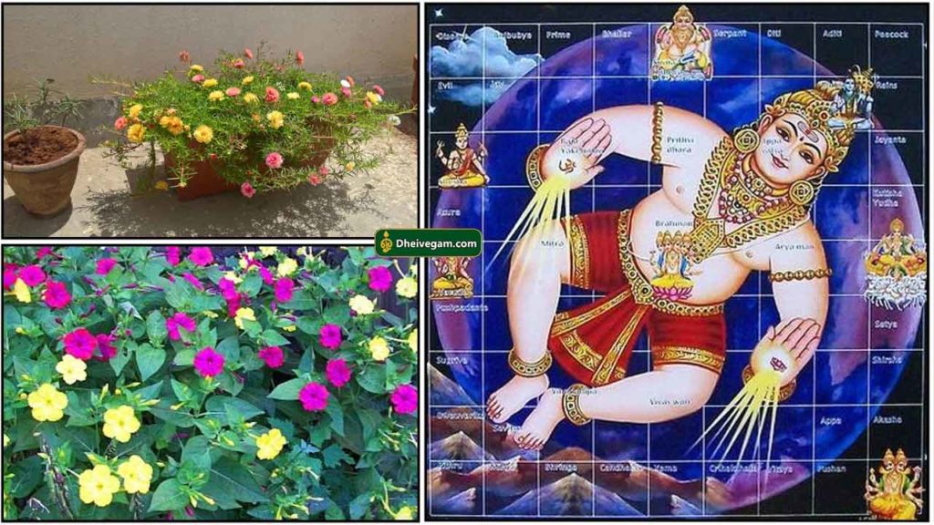 அதிர்ஷ்டம் தரும் செடிகள் | Veetil valarkkum chedikal