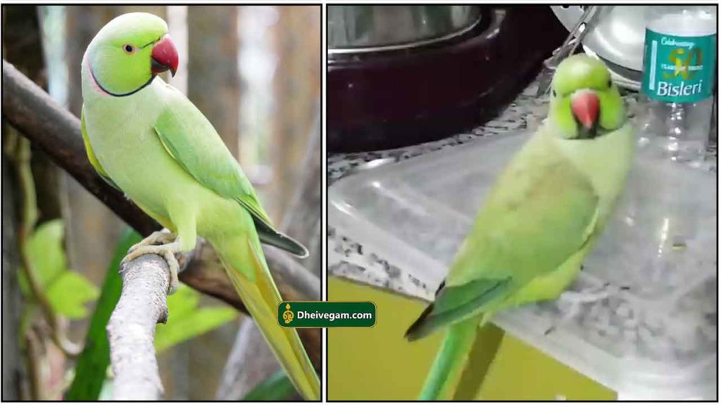 கிளி பேசும் காட்சி | Parrot talking video in Tamil