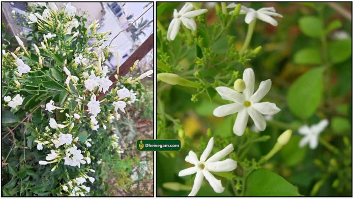 நித்திய மல்லி செடி வளர்ப்பது எப்படி | Nithya malli chedi valarppathu eppadi