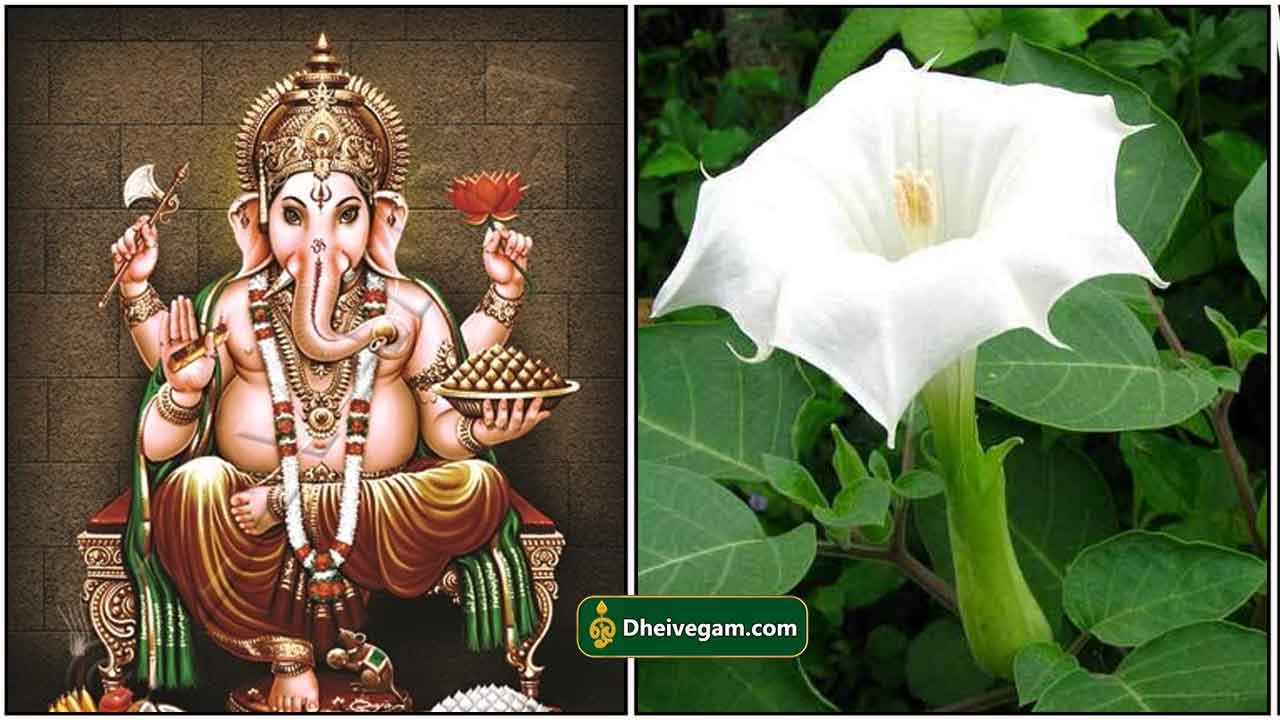 ஊமத்தங்காய் பரிகாரம் | Oomathangai deepam pariharam