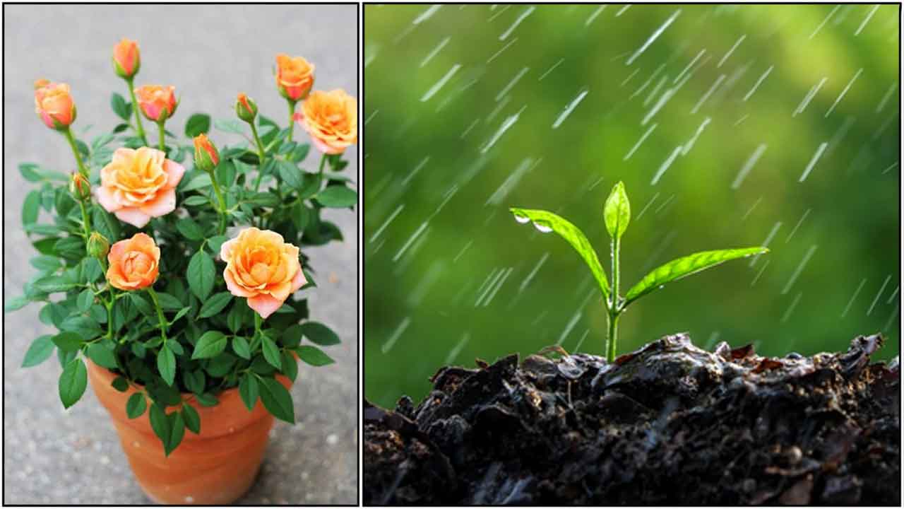 வீட்டில் தோட்டம் வைத்திருப்பவர்கள், மழைக்காலங்களில் எதையெல்லாம் ...