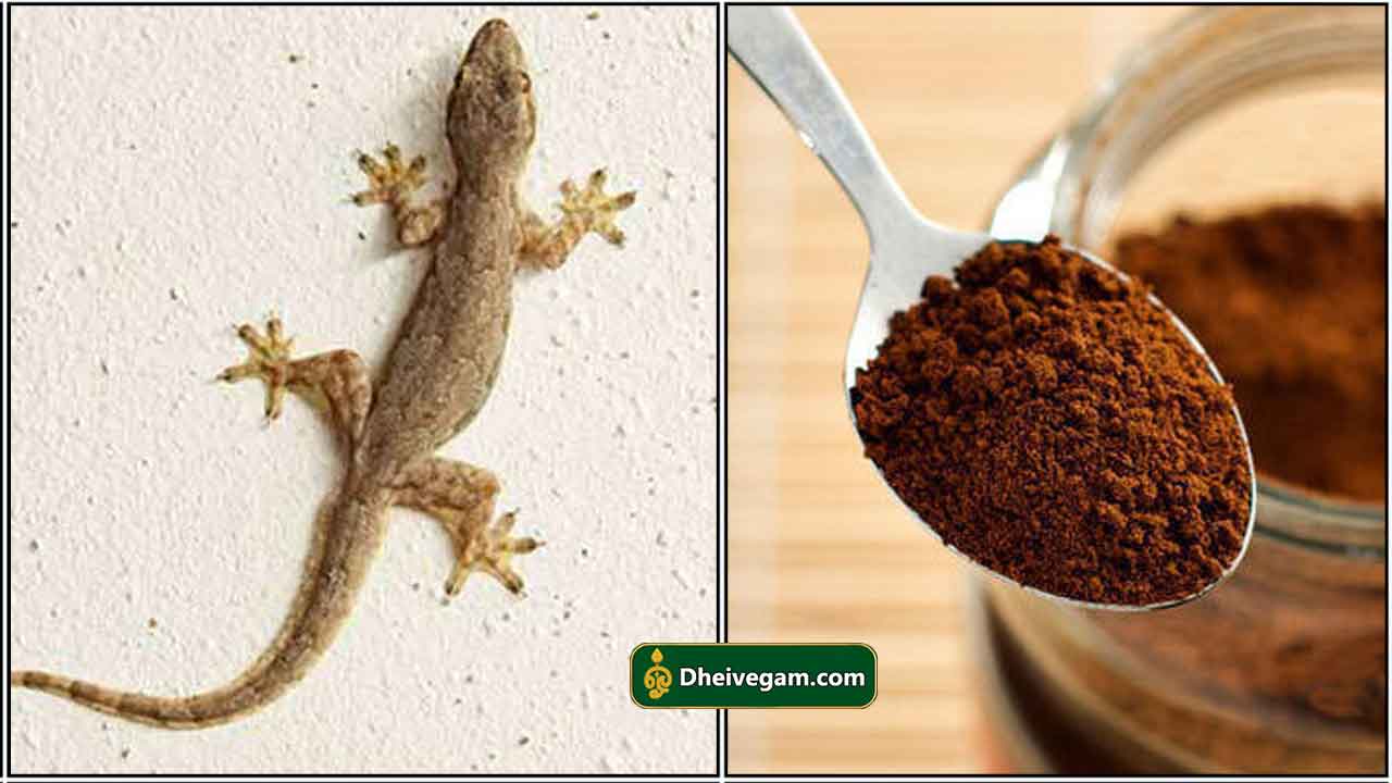 இனி‌ பல்லி உங்கள் வீட்டு பக்கம் வரவே வராது. வீட்டிற்குள் இருக்கும் ...