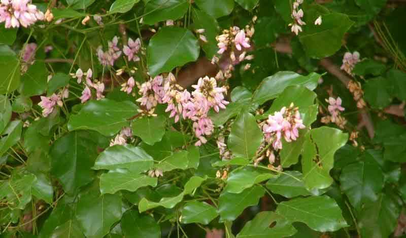 வீட்டில் ஐஸ்வர்யம் பெருக | Veetil valarka vendiya marangal