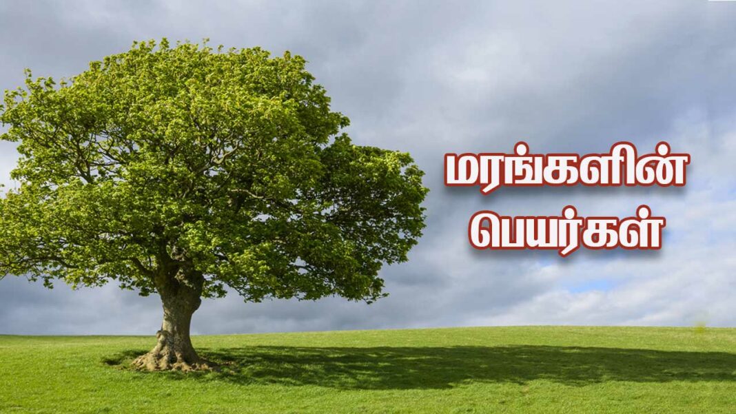  Trees Name In Tamil Tree Names In Tamil