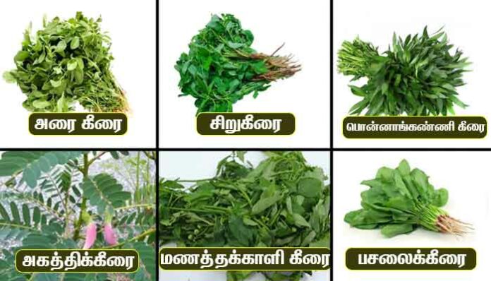 கீரை வகைகள் | Keerai vagaigal in Tamil