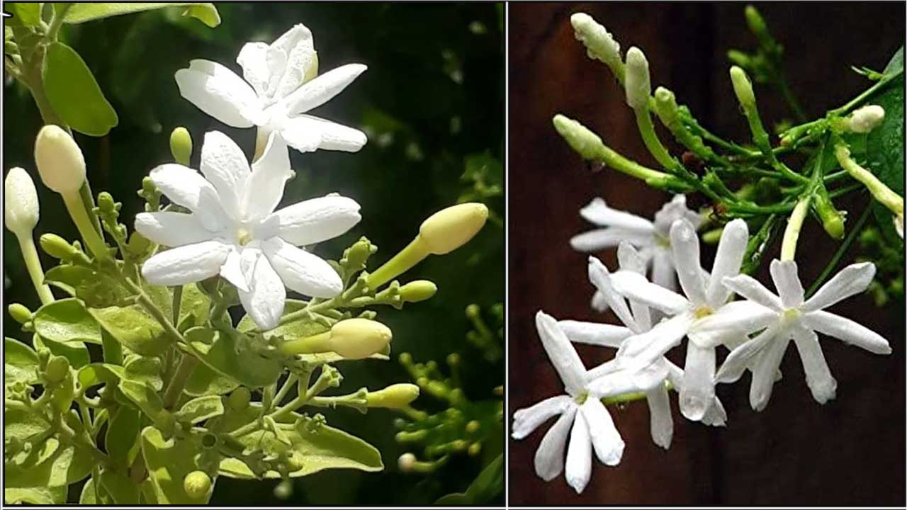 நித்திய மல்லி செடி சரம் சரமாக பூக்க வேண்டுமா? அப்ப வருஷத்துக்கு இரண்டு ...