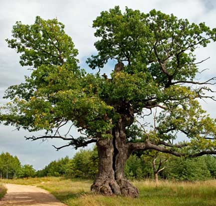 மரங்களின் பெயர்கள் | Trees name in tamil | Tree names in tamil
