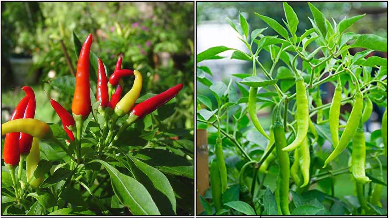 மிளகாய் செடி கொத்துக் கொத்த காய்க்க, இந்த டிப்ஸ் மட்டும் தெரிஞ்சா ...