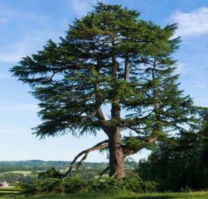 மரங்களின் பெயர்கள் | Trees name in tamil | Tree names in tamil